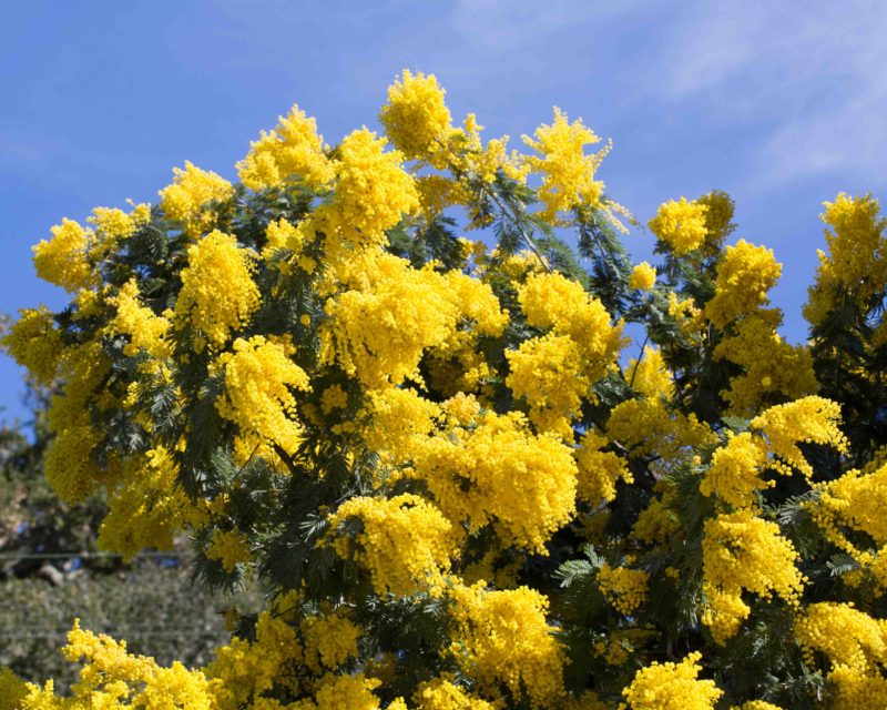 Tree – Acacia – MonFlora