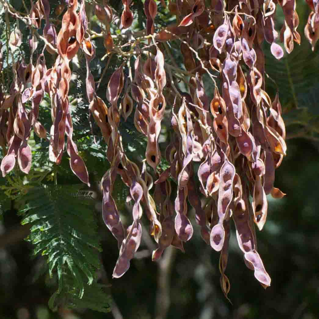 Tree – Acacia – MonFlora