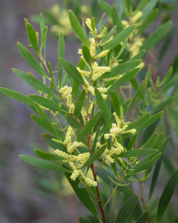 Tree – Acacia – MonFlora
