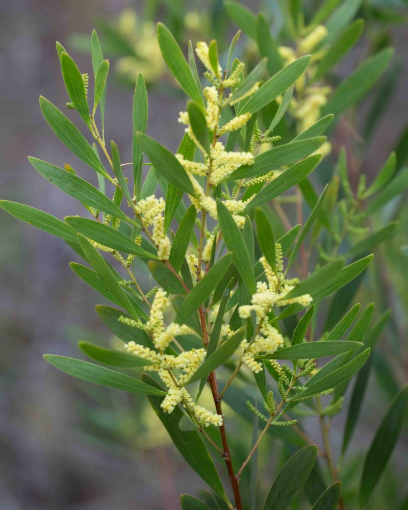 Tree – Acacia – MonFlora