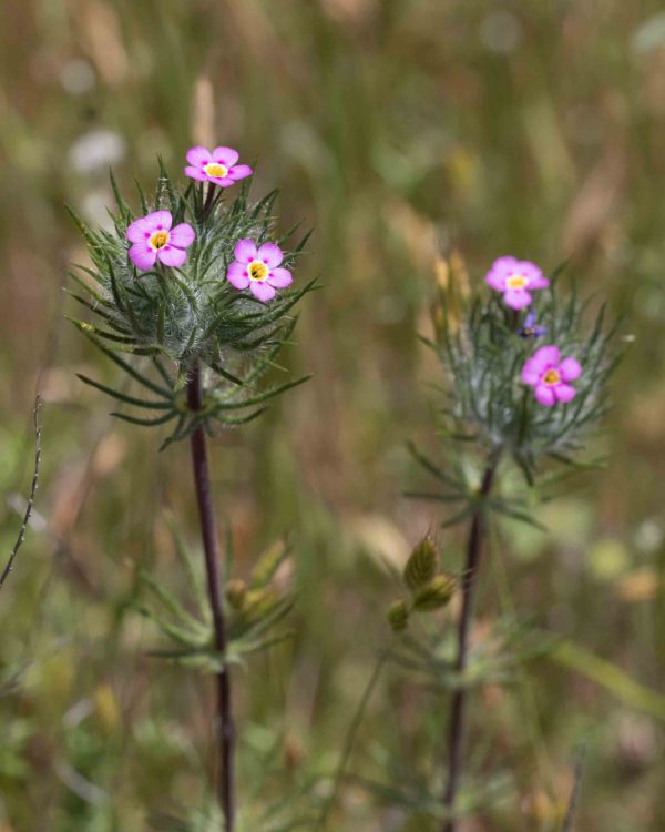 Polemoniaceae-linanthus – MonFlora