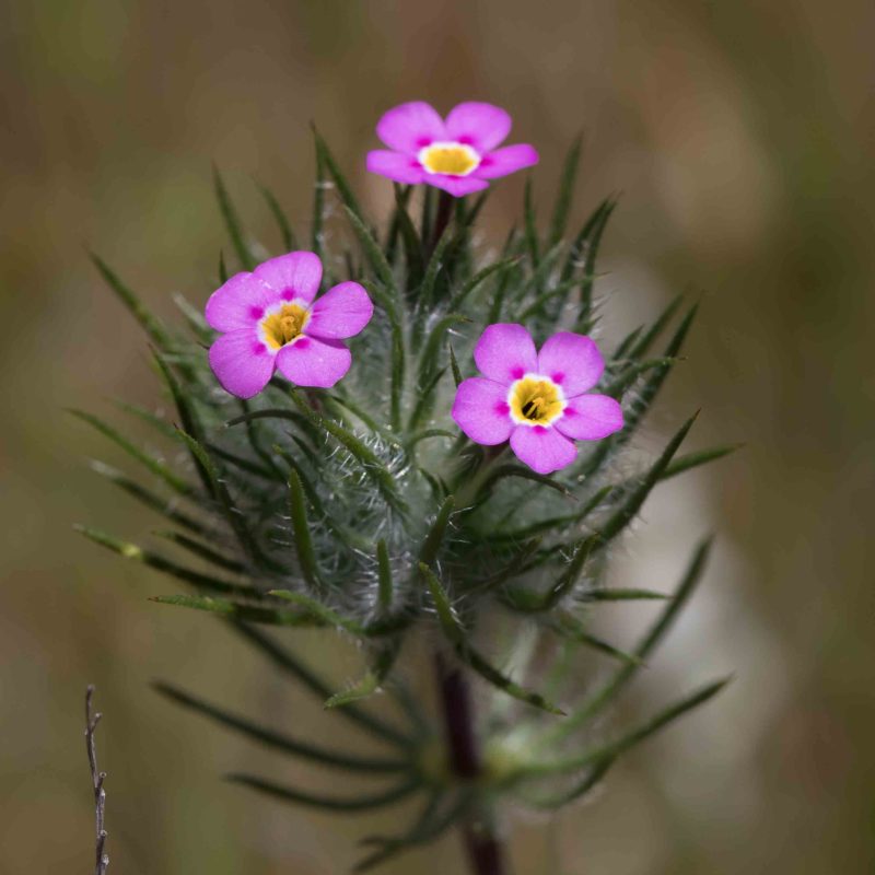 Polemoniaceae-linanthus – MonFlora