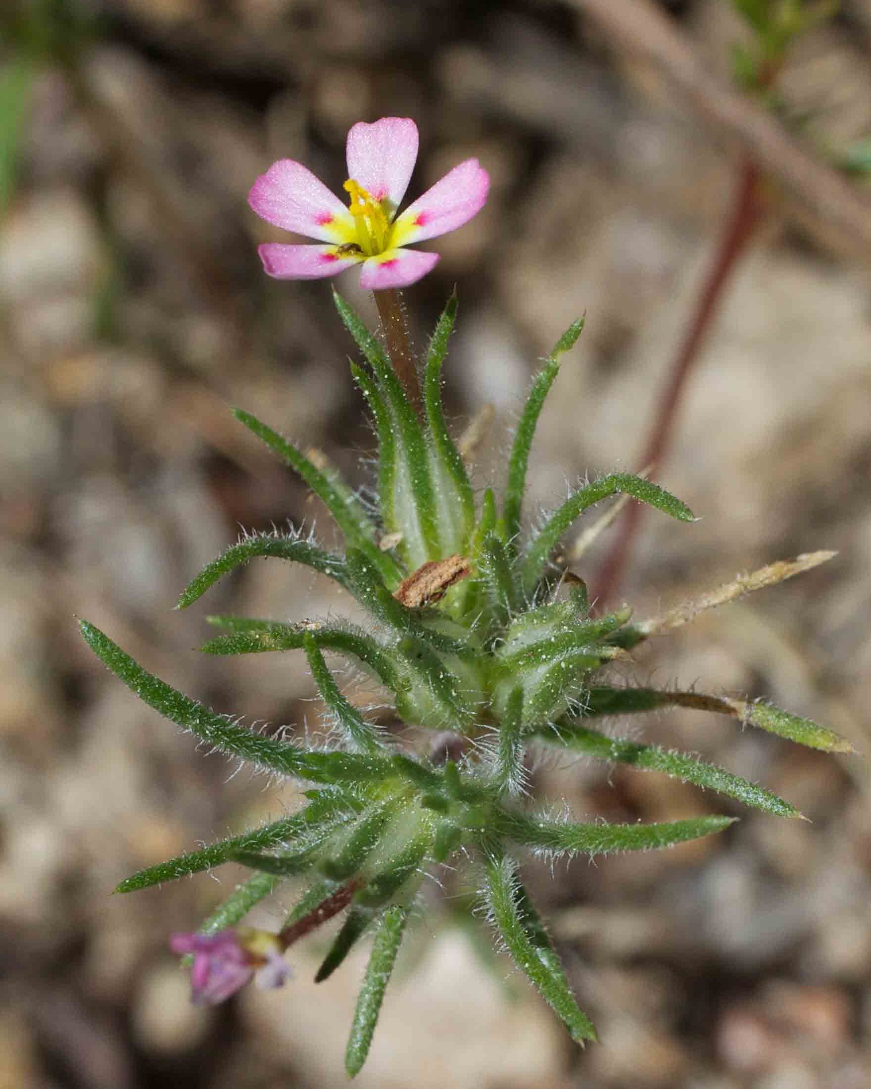 Polemoniaceae-linanthus – MonFlora