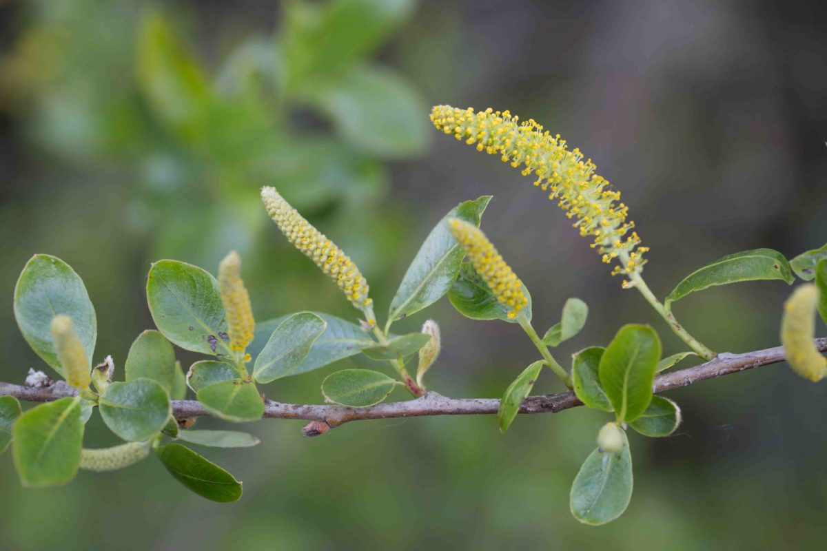 Tree- Salicaceae – MonFlora