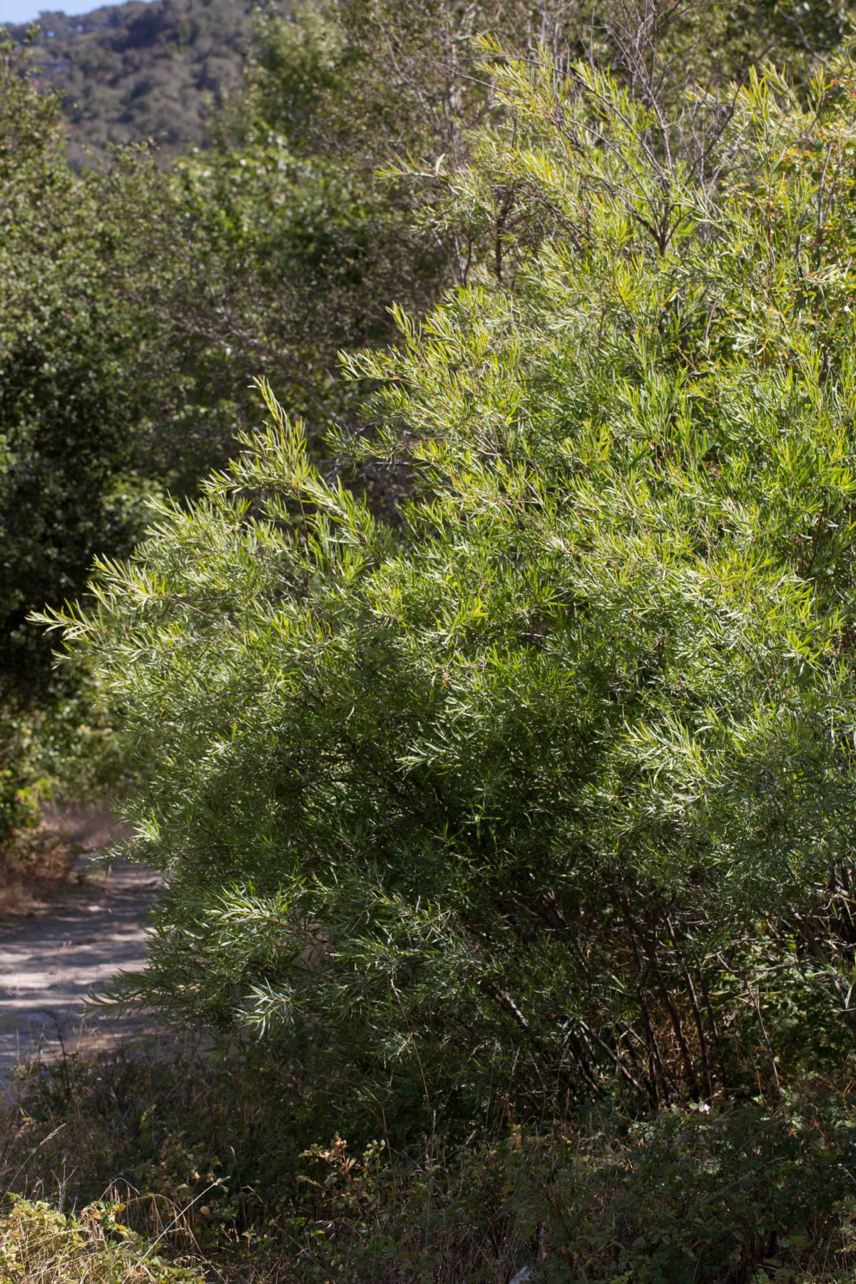 Tree- Salicaceae – MonFlora