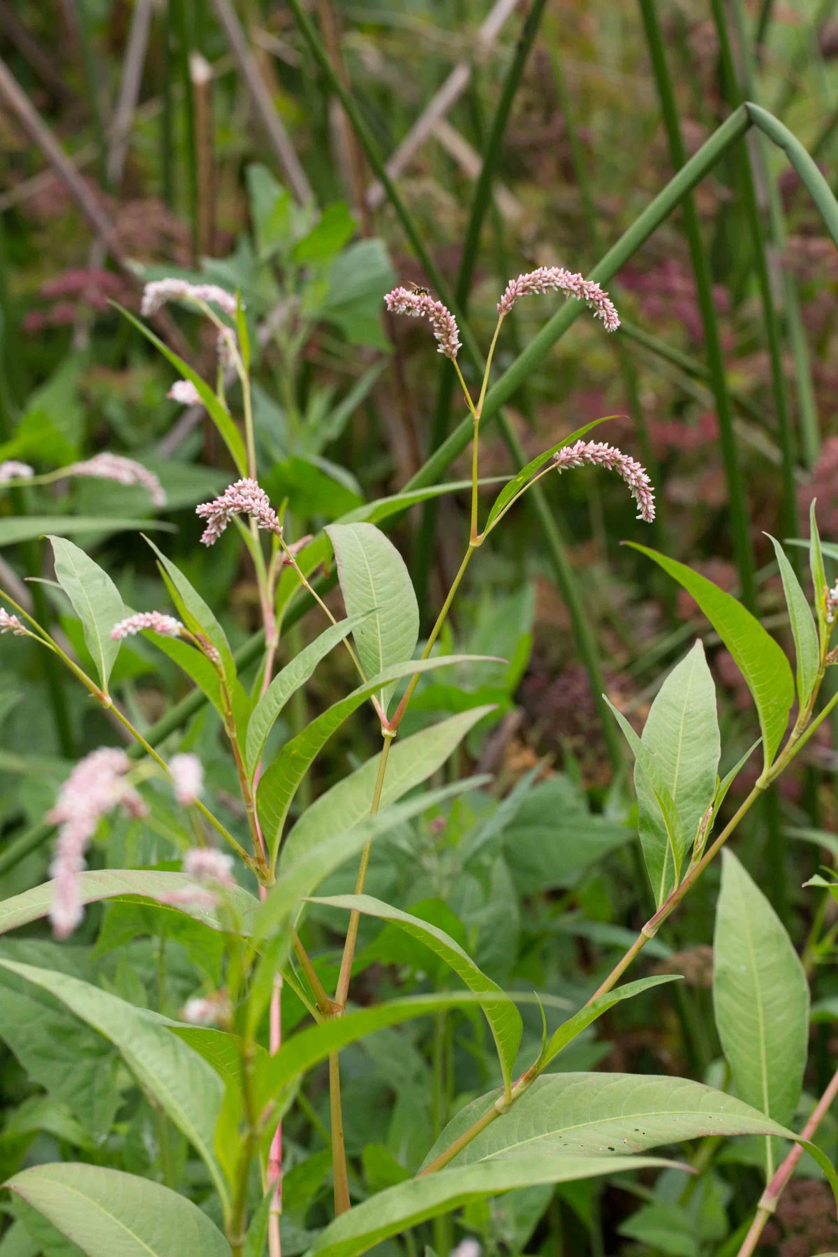Polygonaceae-misc – MonFlora