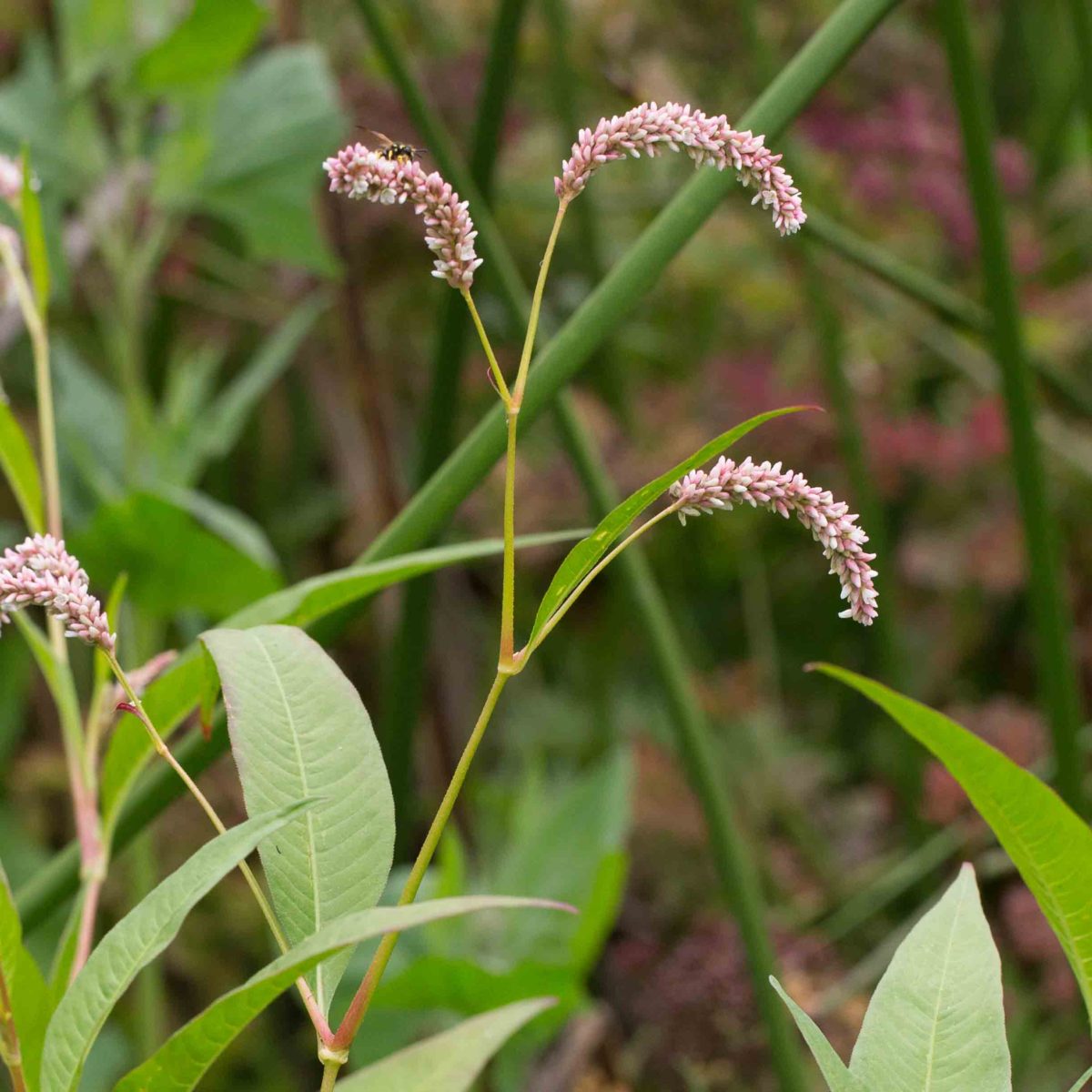 Polygonaceae-misc – MonFlora