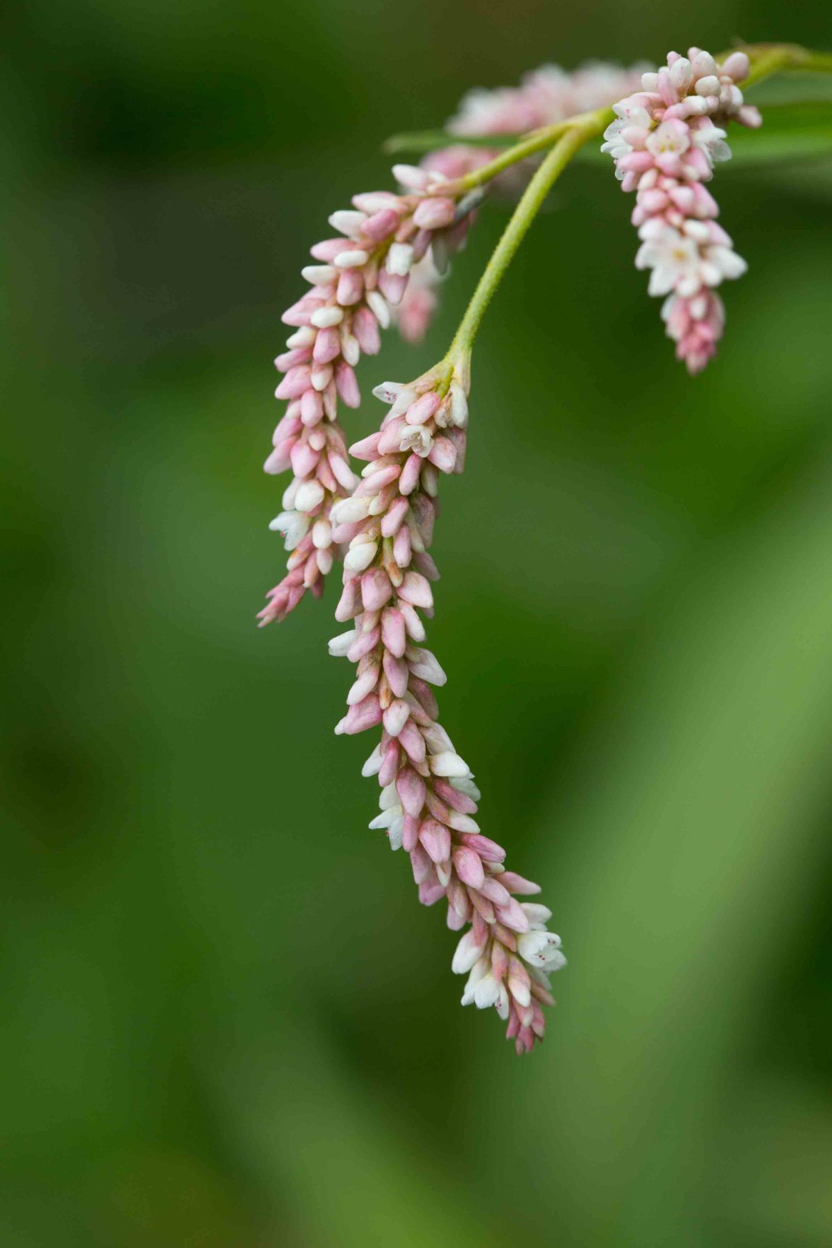 Polygonaceae-misc – MonFlora
