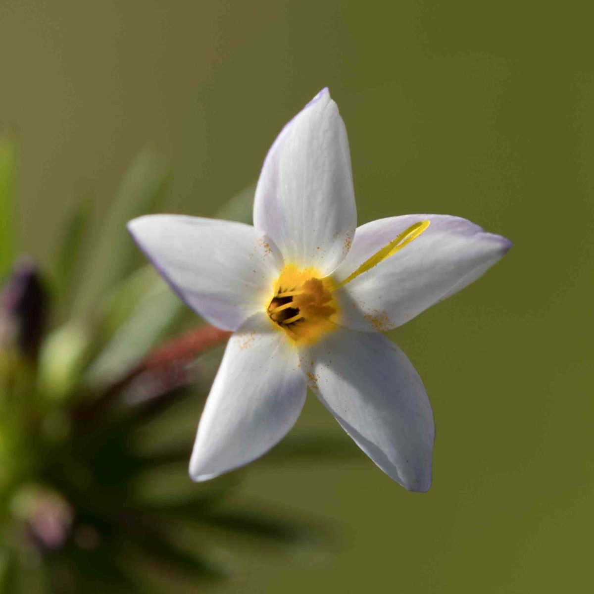 Polemoniaceae-linanthus – MonFlora
