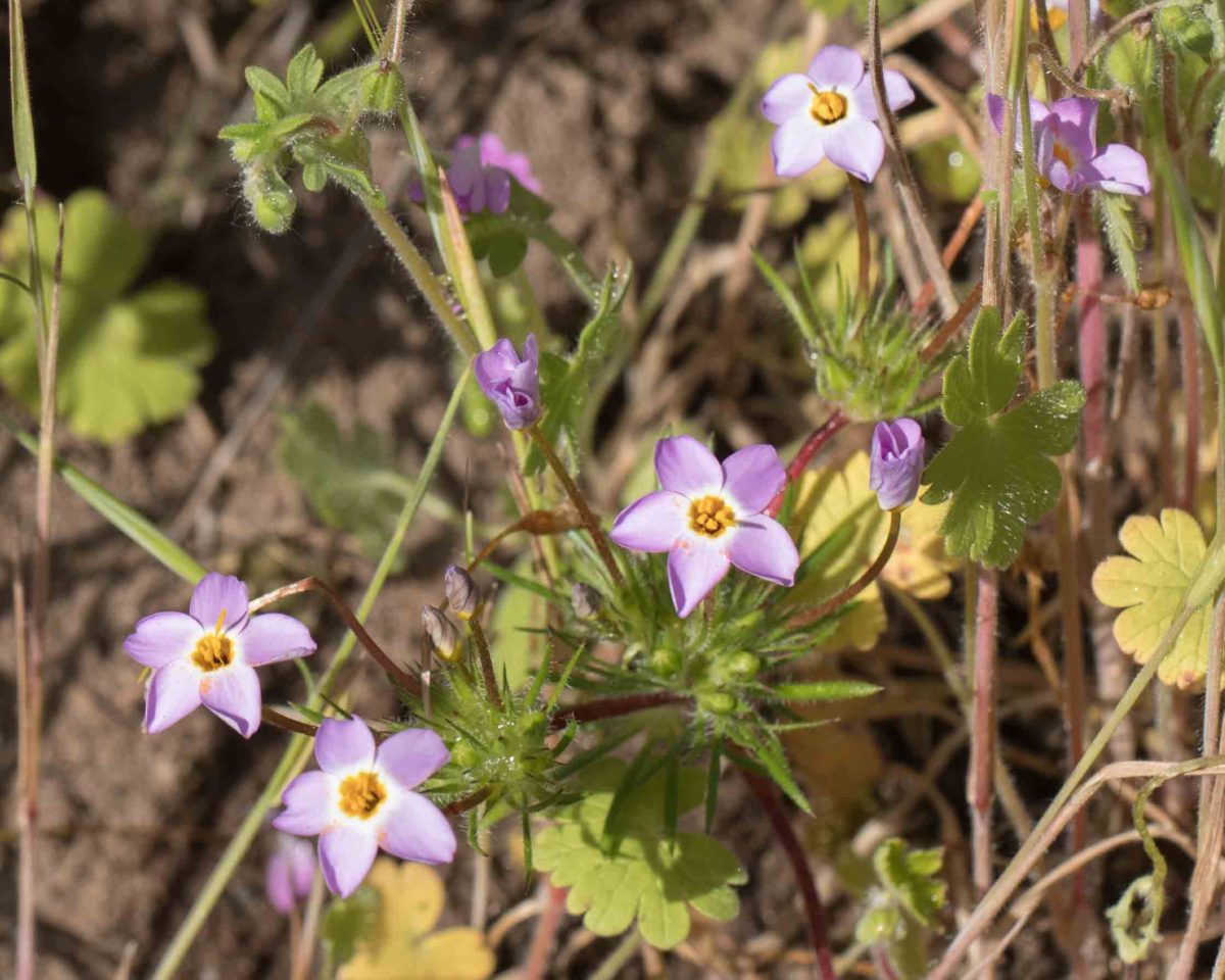 Polemoniaceae-linanthus – MonFlora