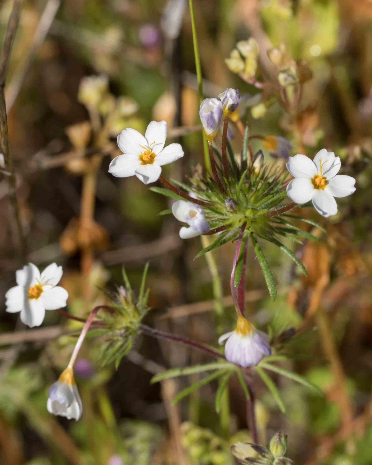 Polemoniaceae-linanthus – MonFlora
