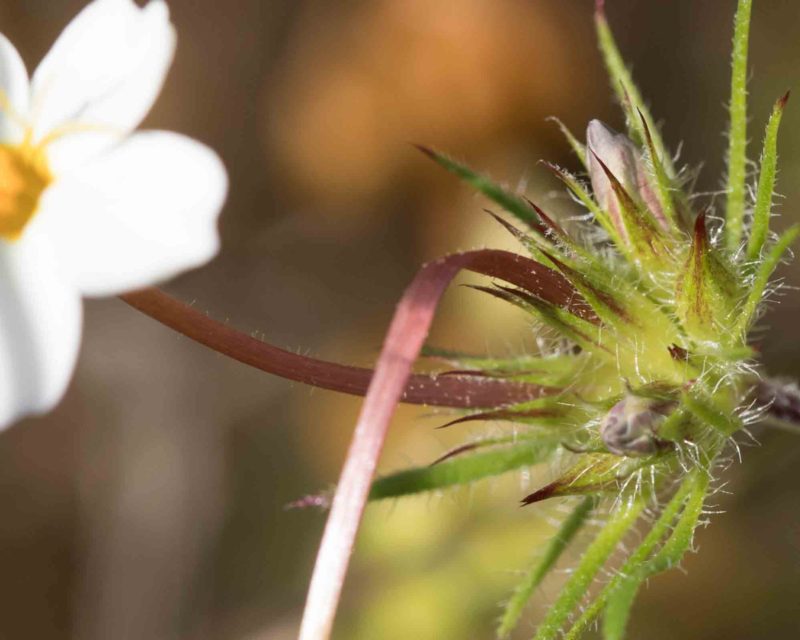 Polemoniaceae-linanthus – MonFlora