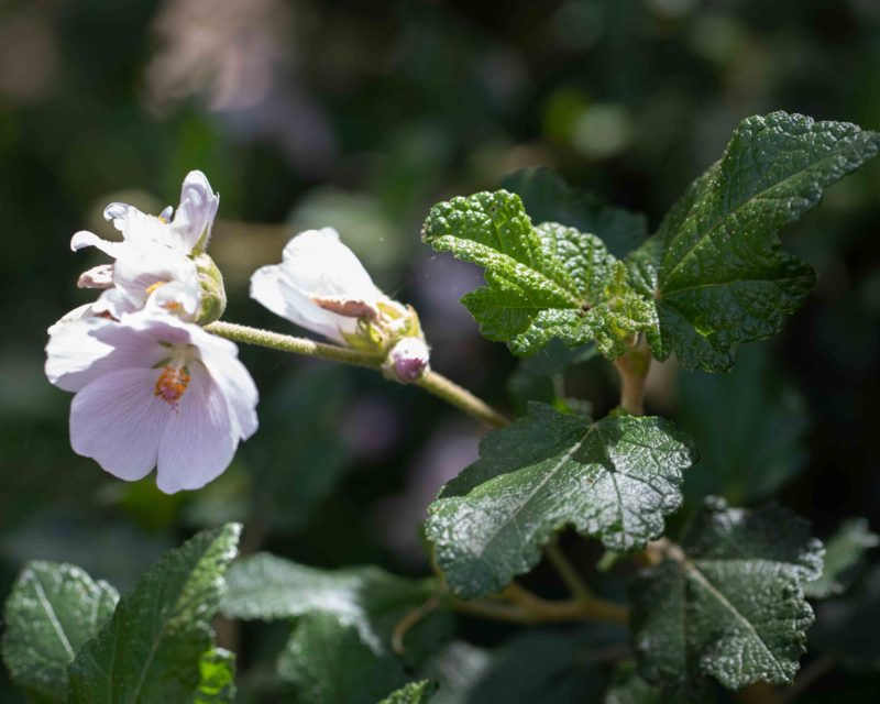 Malvaceae – MonFlora