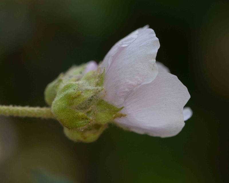 Malvaceae – MonFlora