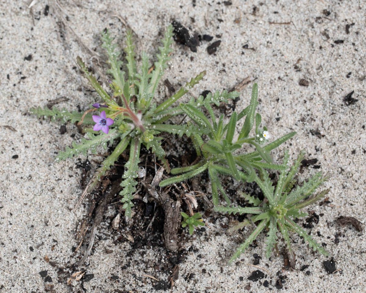 Polemoniaceae-gilia – MonFlora