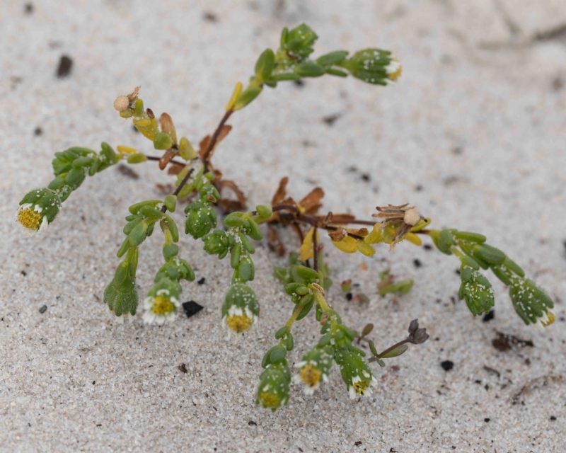 Asteraceae-sunflower2b – MonFlora
