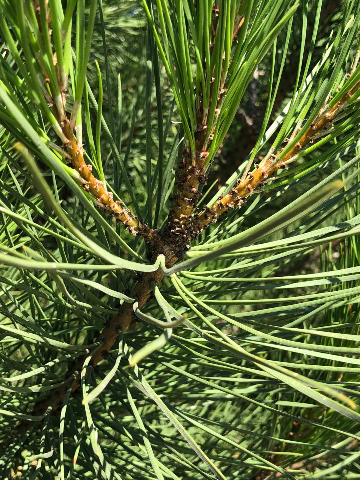 Tree – Pinaceae – MonFlora