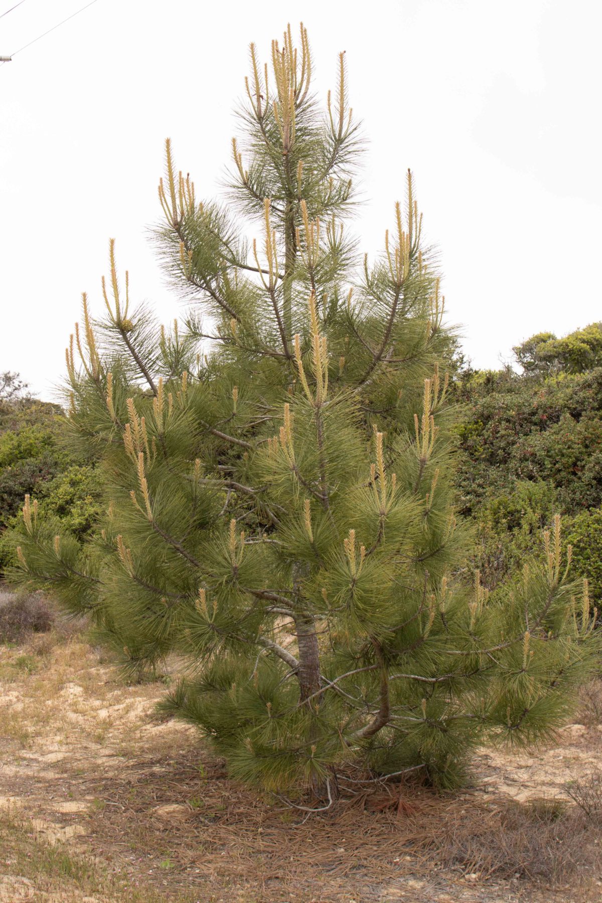 Tree – Pinaceae – MonFlora