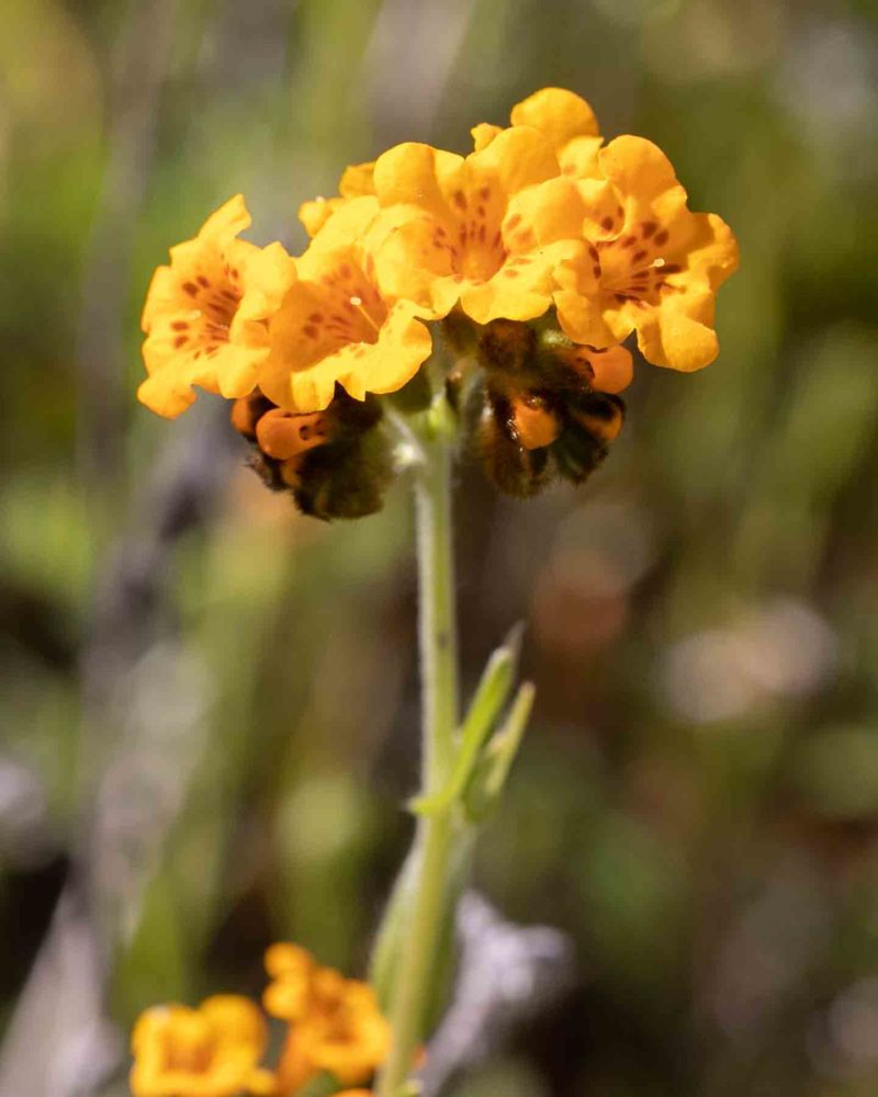 Boraginaceae-Amsinckia – MonFlora