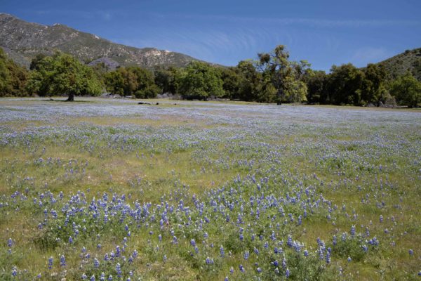 MonFlora – A photographic guide to wildflowers, shrubs and trees of ...
