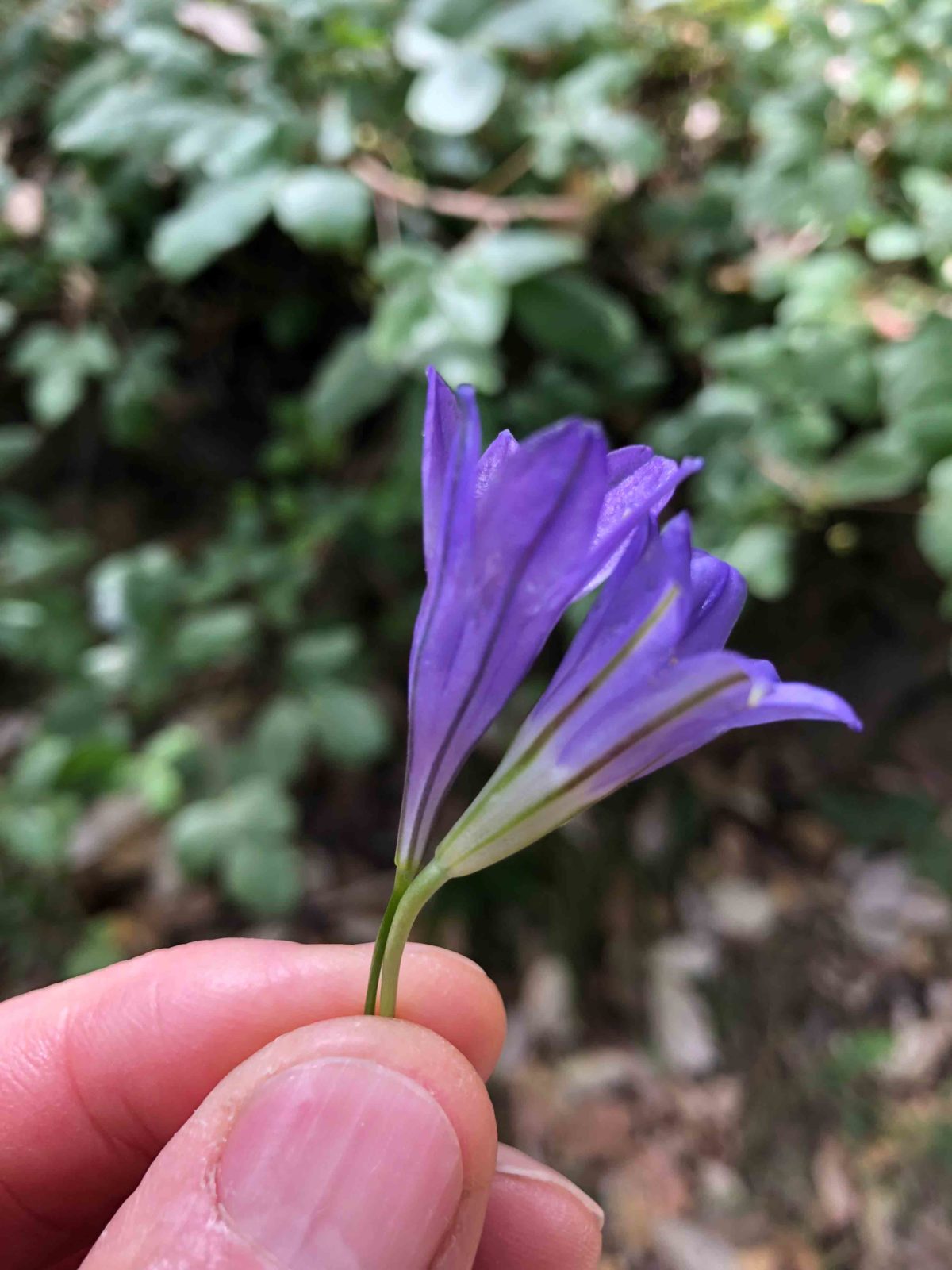 Themidaceae – MonFlora