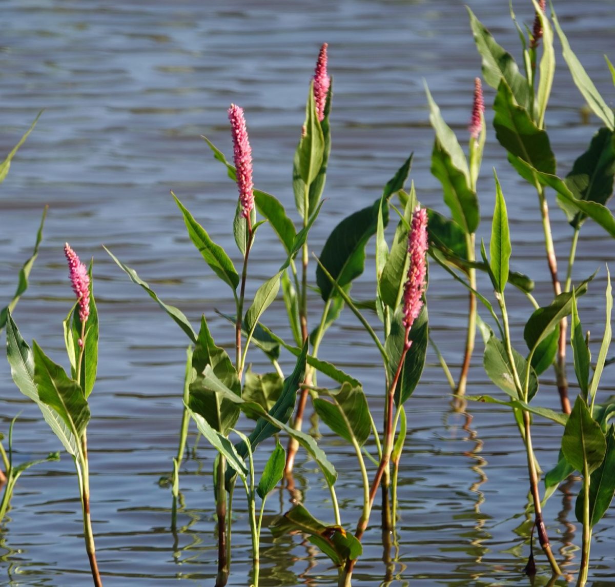 Polygonaceae-misc – MonFlora