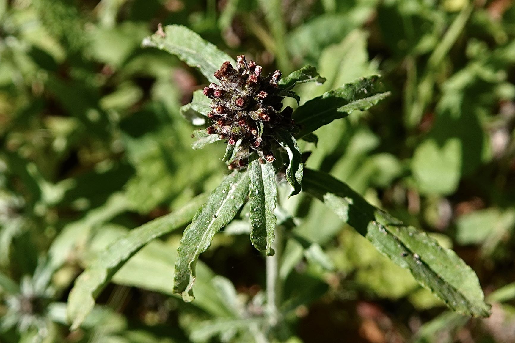 Asteraceae – Cudweeds 2 – MonFlora