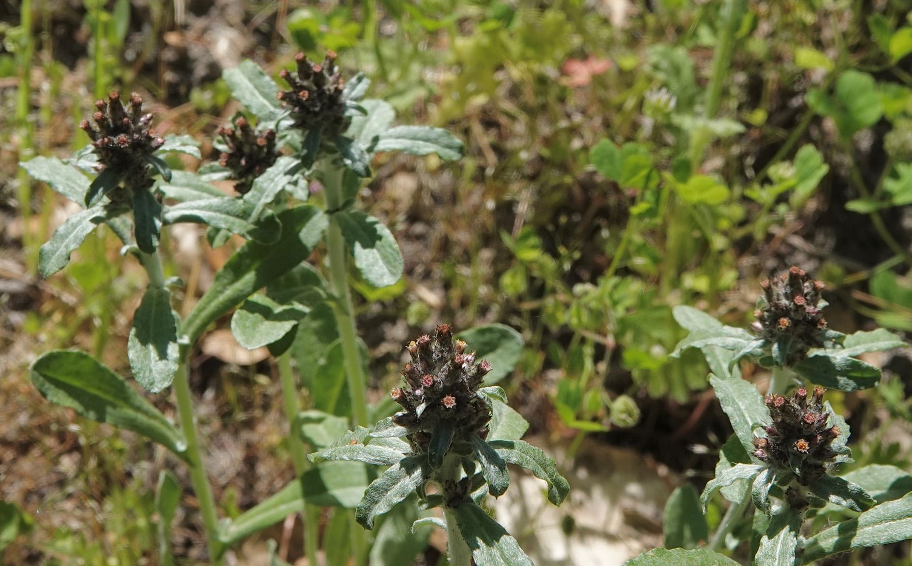 Asteraceae – Cudweeds 2 – MonFlora