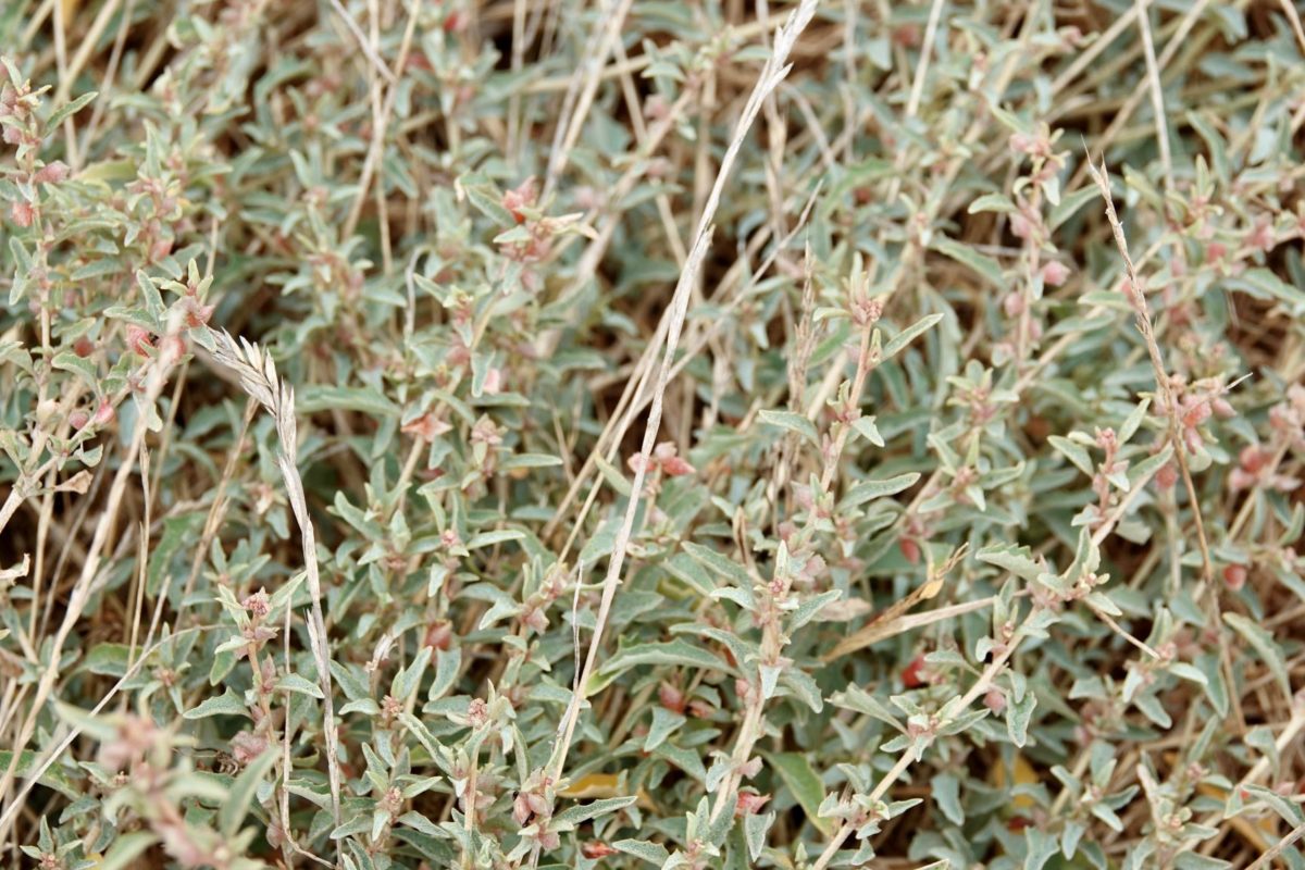 Chenopodiaceae-Atriplex – MonFlora