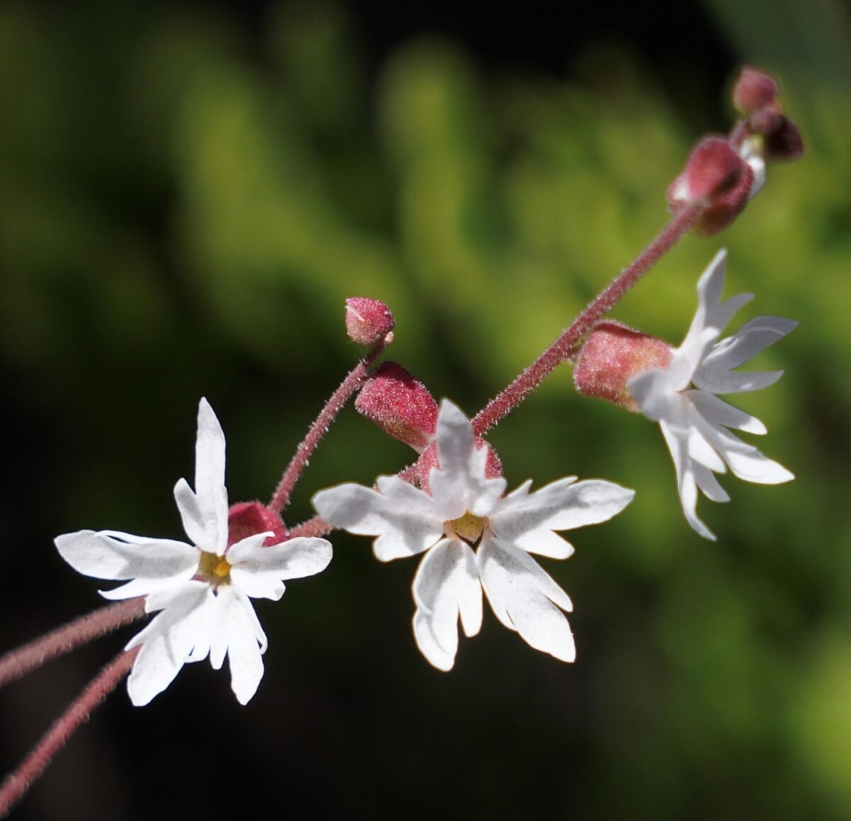 Saxifragaceae – MonFlora