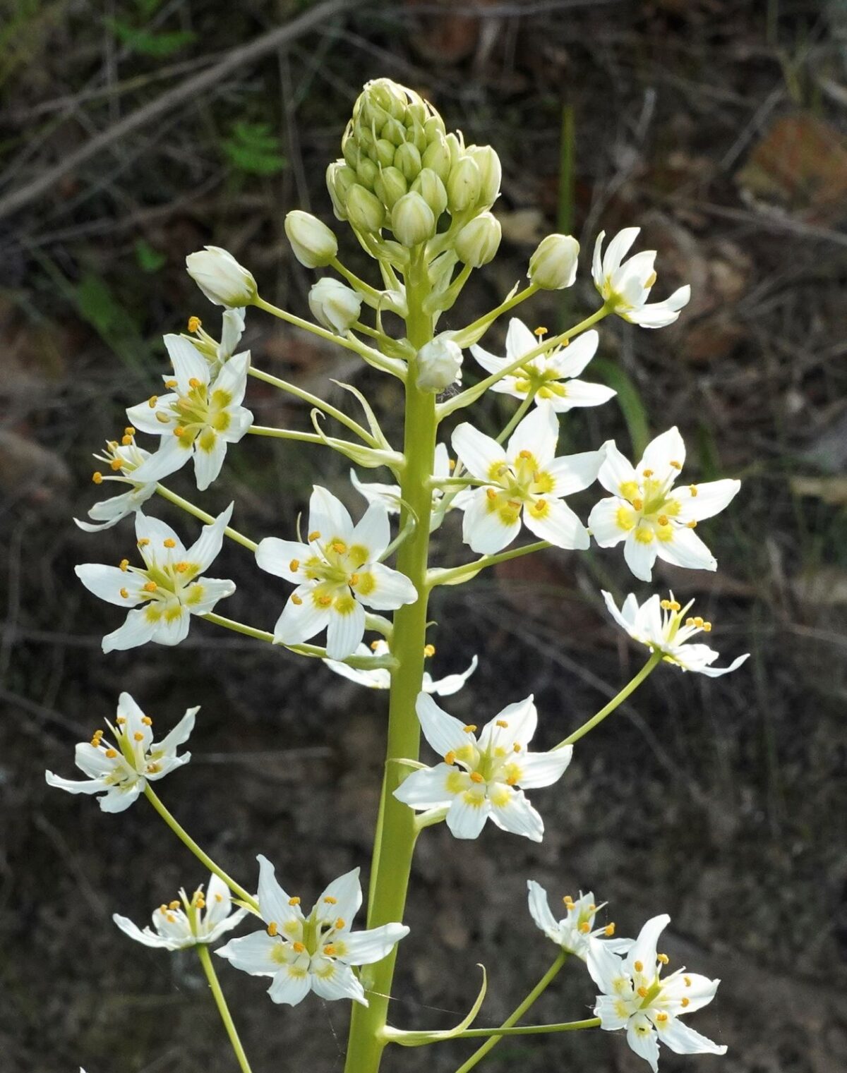 Melanthiaceae – MonFlora