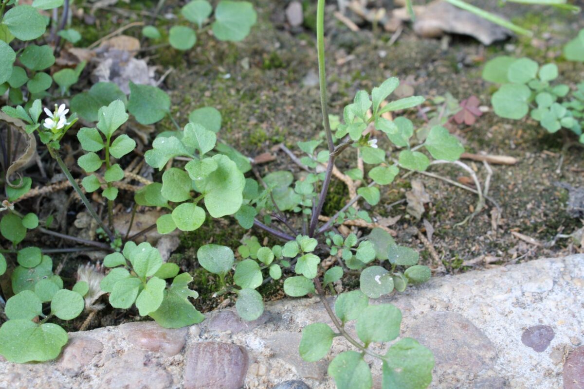 Brassicaceae-Cress – MonFlora