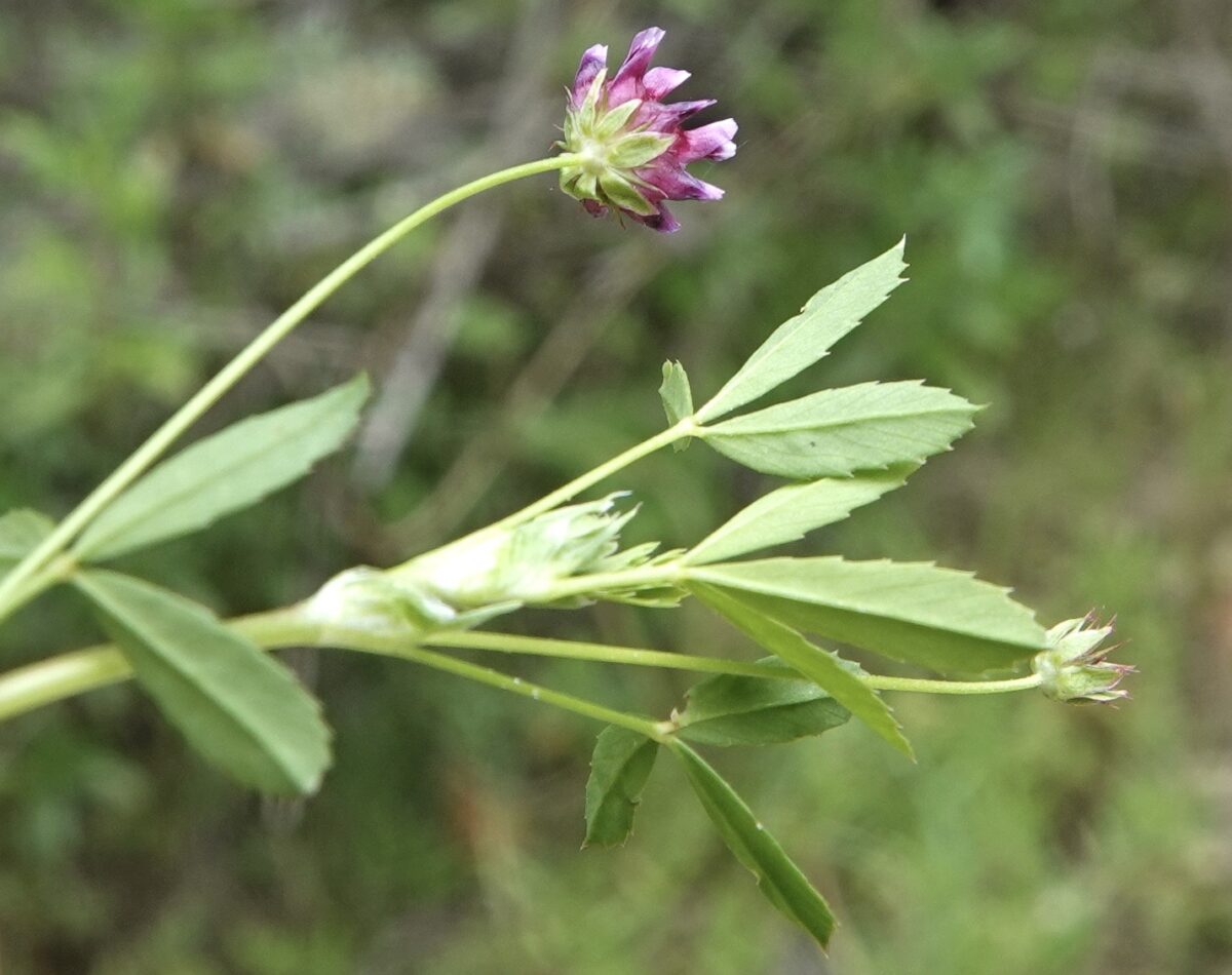 Fabaceae-clover-inv – MonFlora