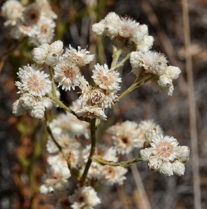 Asteraceae – Cudweeds 1 – MonFlora