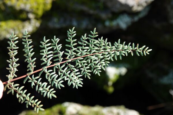 Ferns-polypody-brake – MonFlora