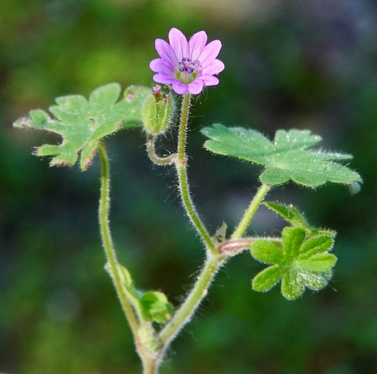 Geraniaceae-Geranium – MonFlora