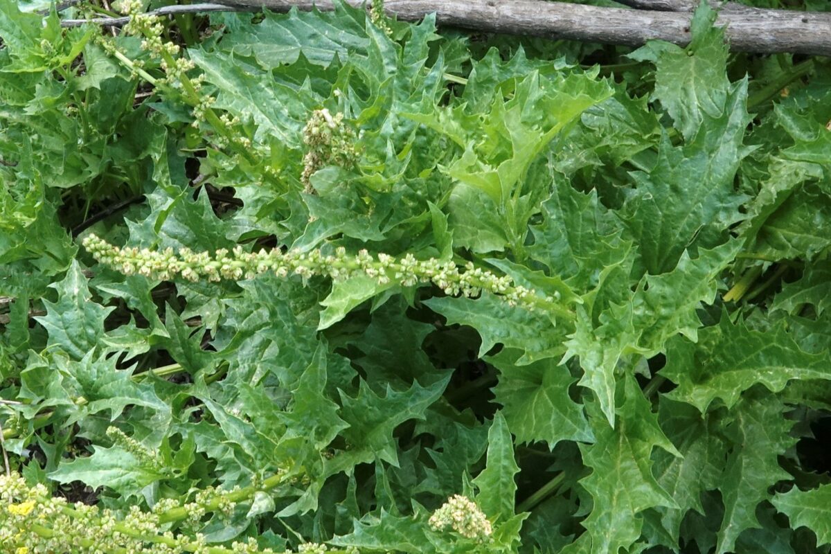 Chenopodiaceae-Chenopodium – MonFlora