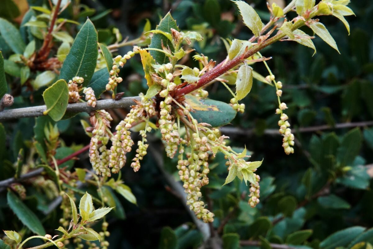 Tree – Fagaceae – Quercus – MonFlora