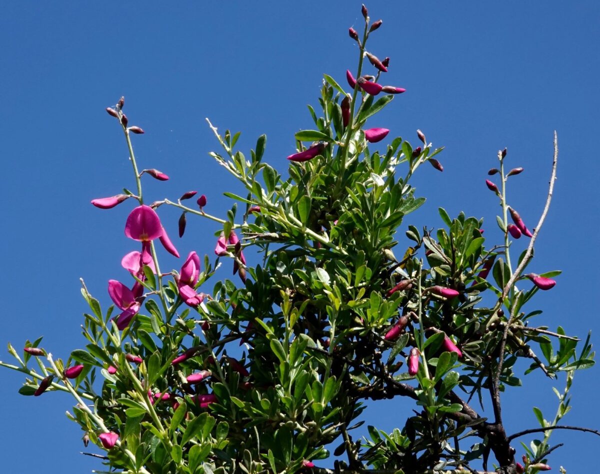 Fabaceae-misc – MonFlora