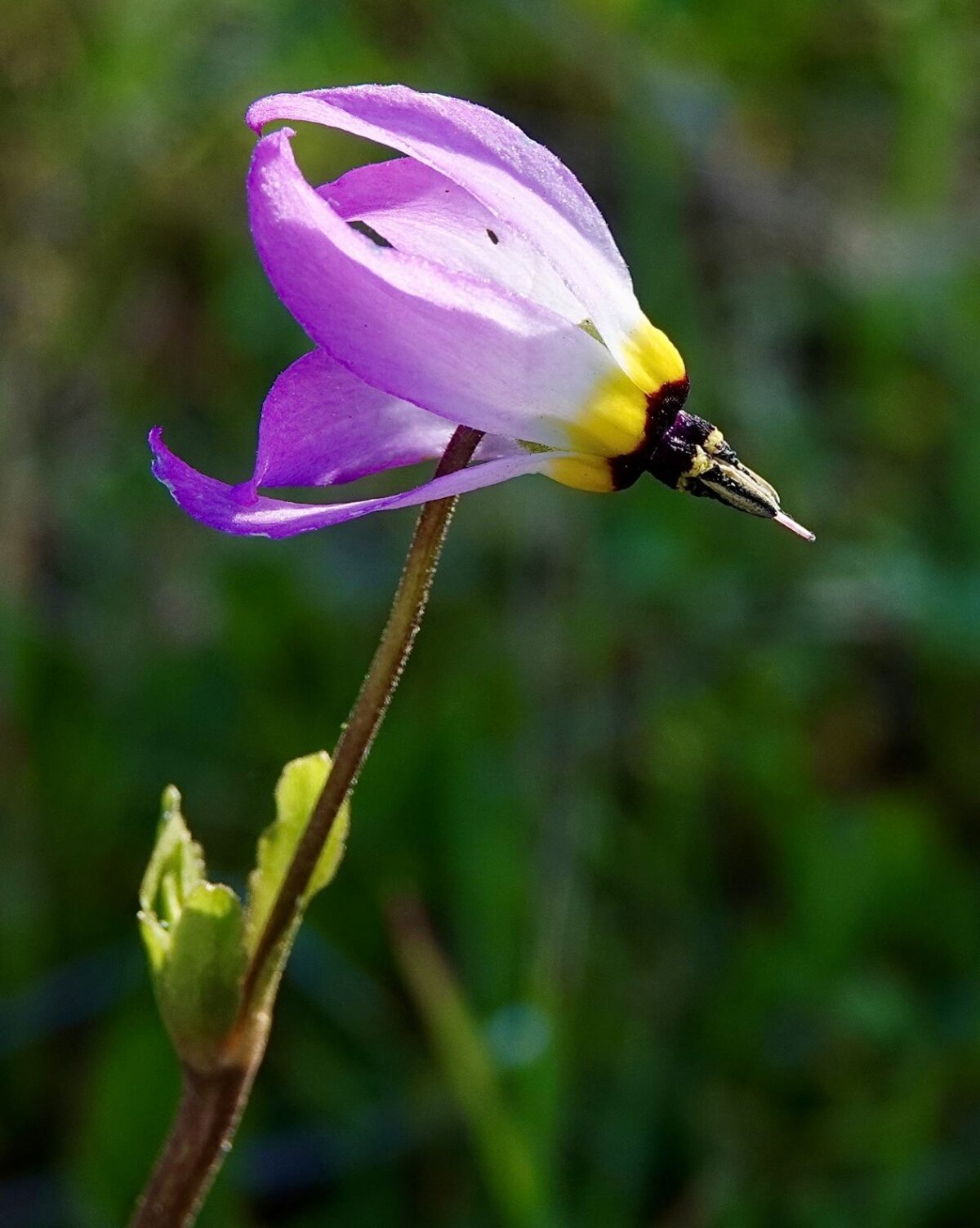 Primulaceae – MonFlora