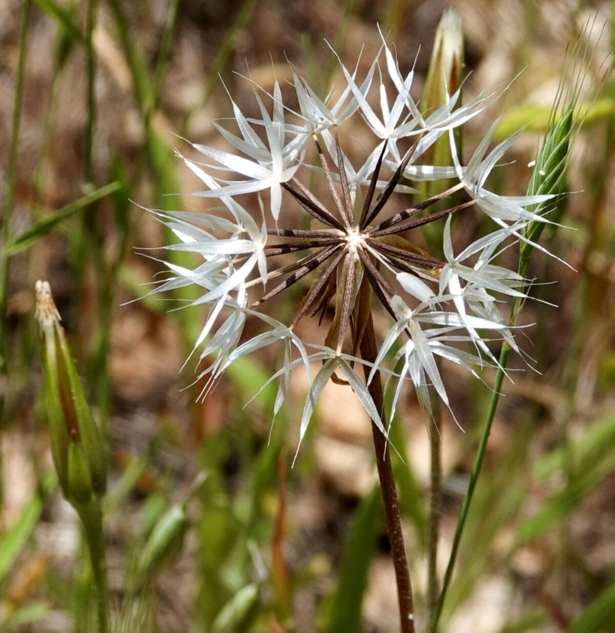 Asteraceae-Silverpuffs – MonFlora