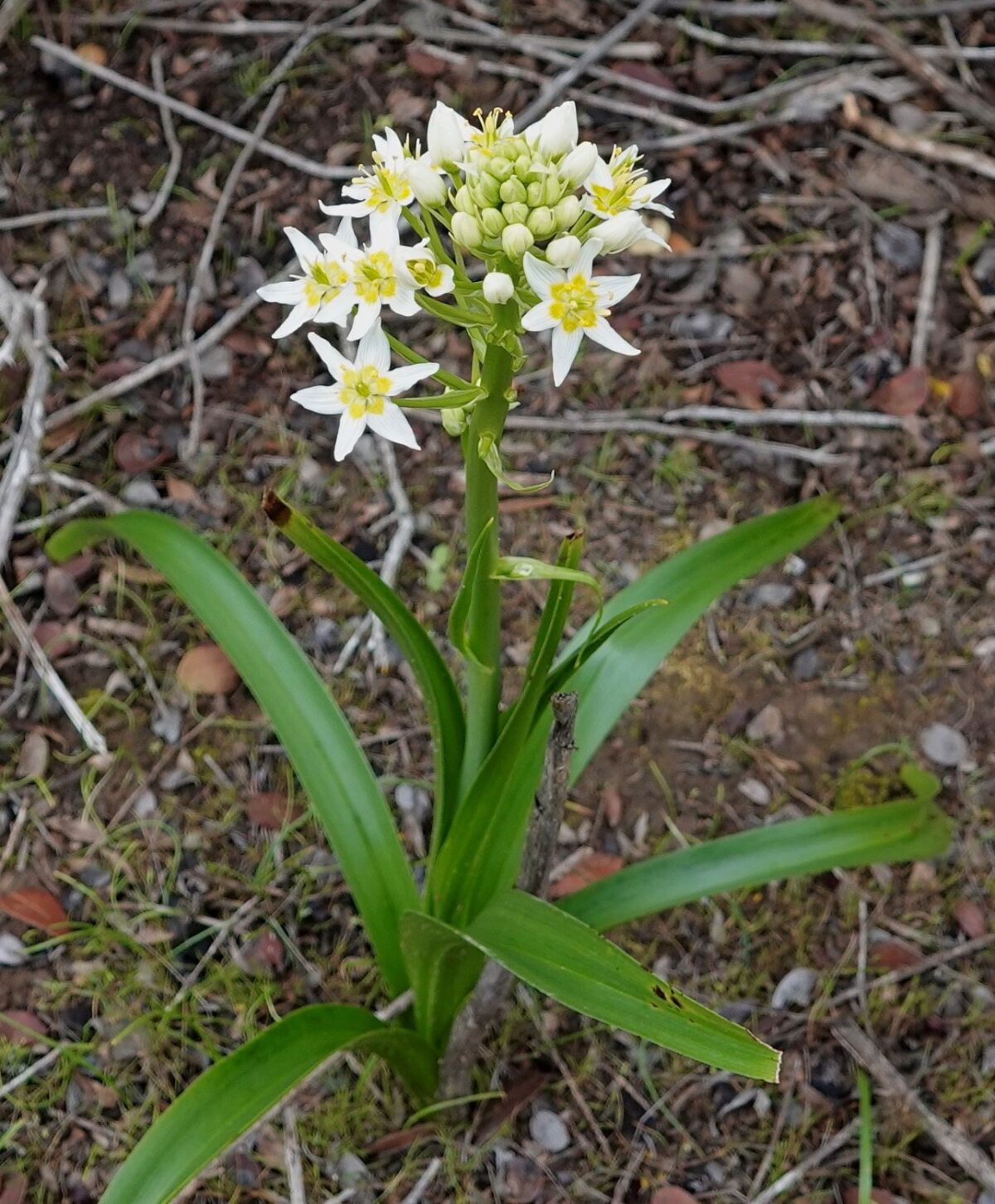 Melanthiaceae – MonFlora