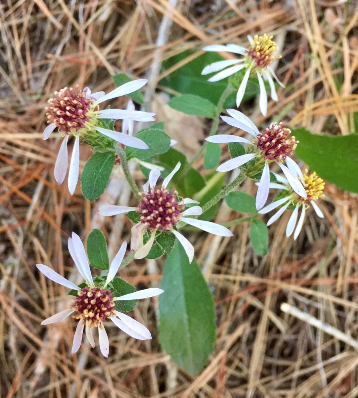 Asteraceae-Aster:misc – MonFlora