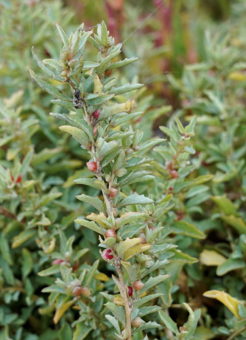 Chenopodiaceae-Atriplex – MonFlora
