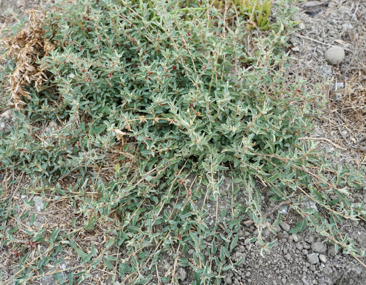 Chenopodiaceae-Atriplex – MonFlora