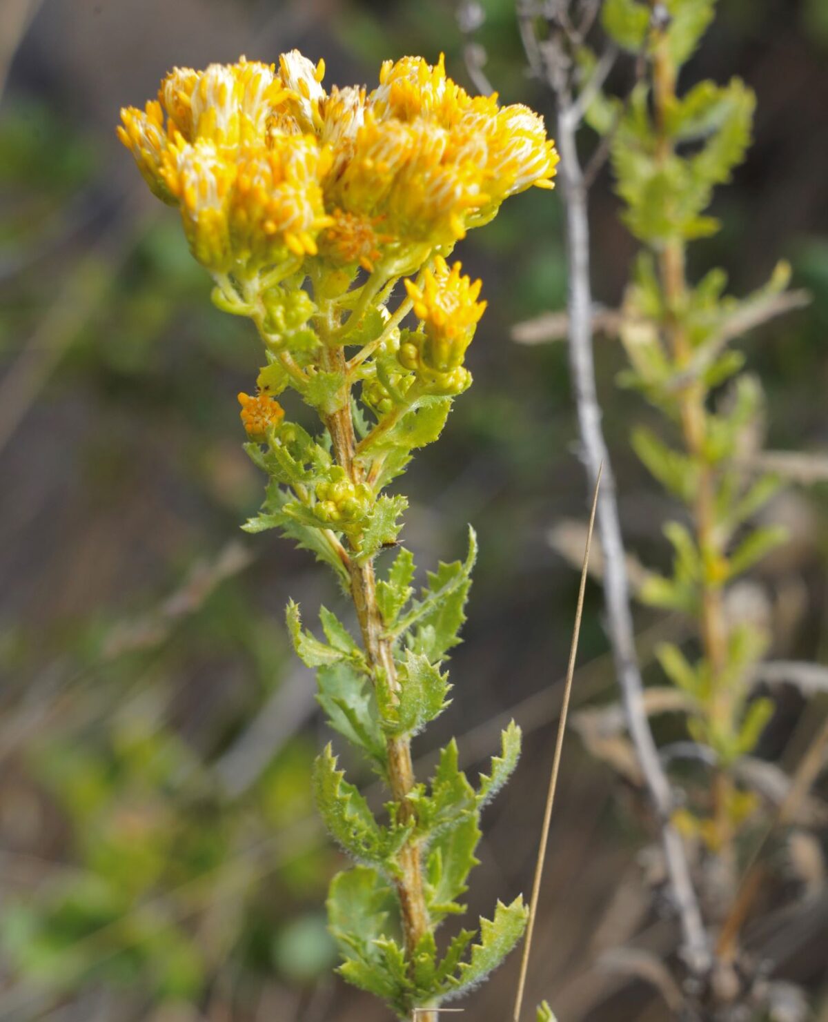 Asteraceae-Haz-Isoc-Less – MonFlora