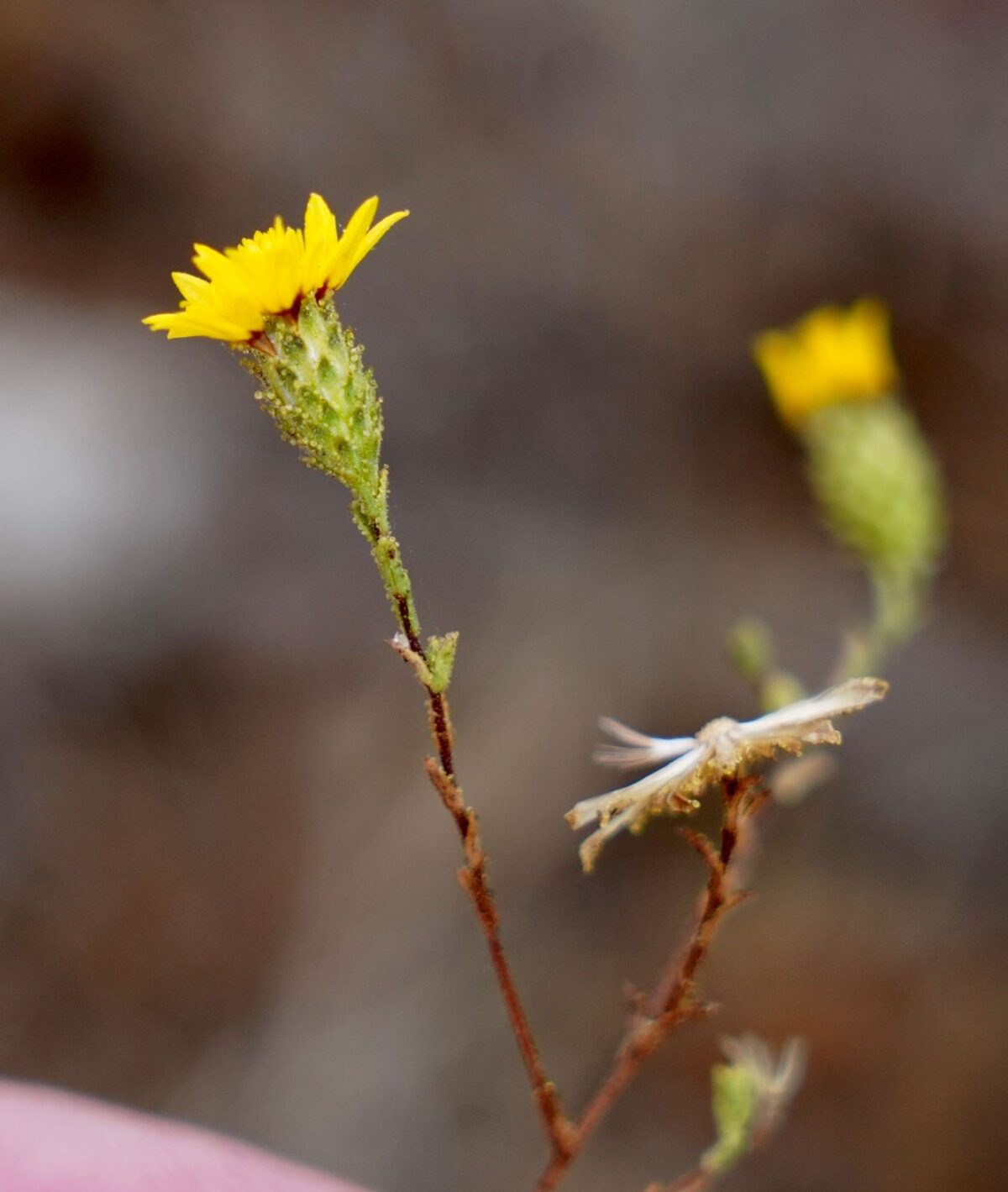 Asteraceae-Haz-Isoc-Less – MonFlora
