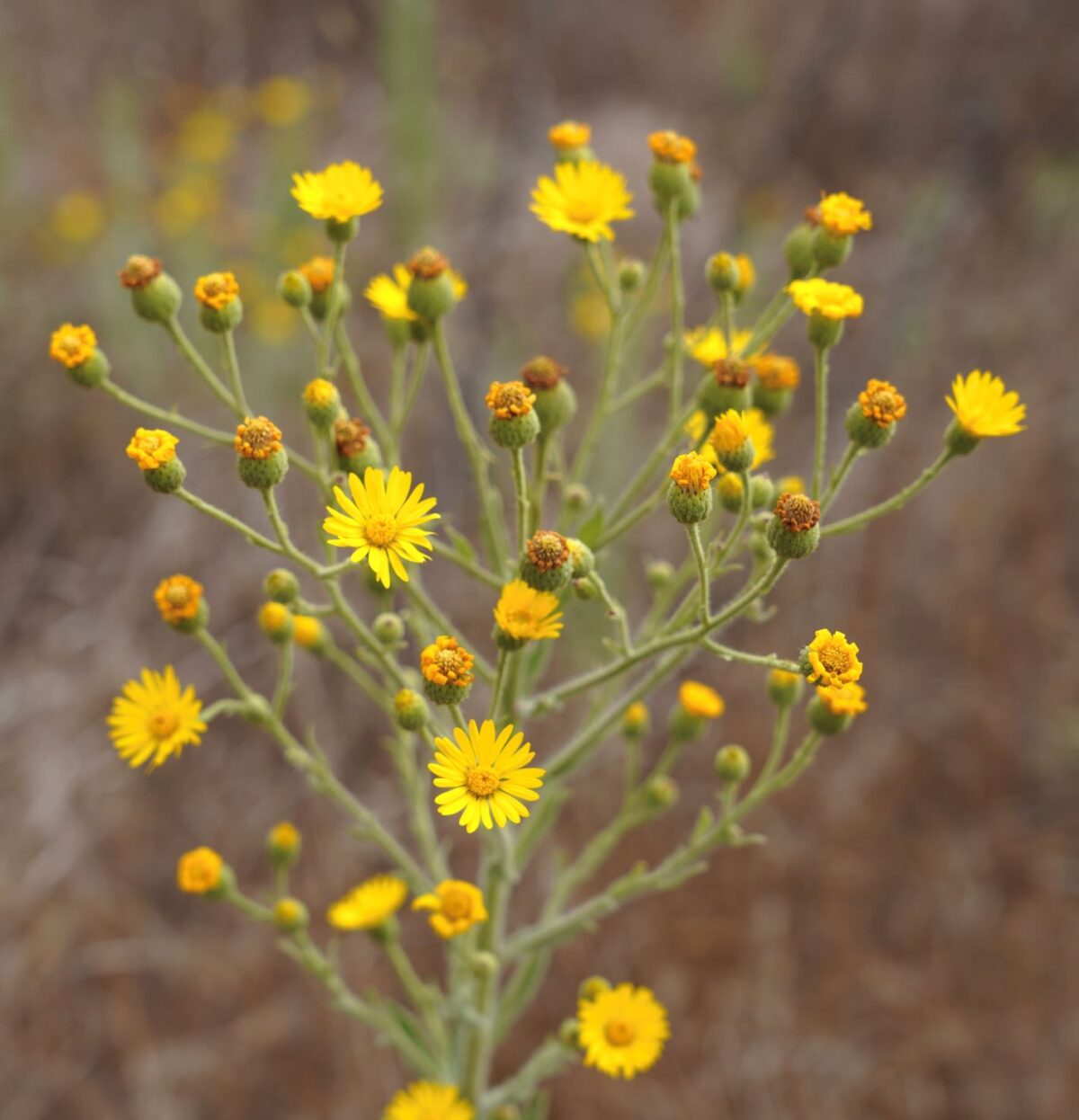 Asteraceae-Aster:misc – MonFlora