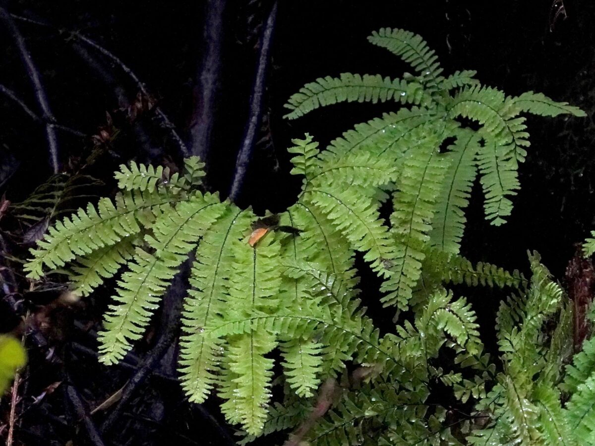 Ferns-polypody-brake – MonFlora