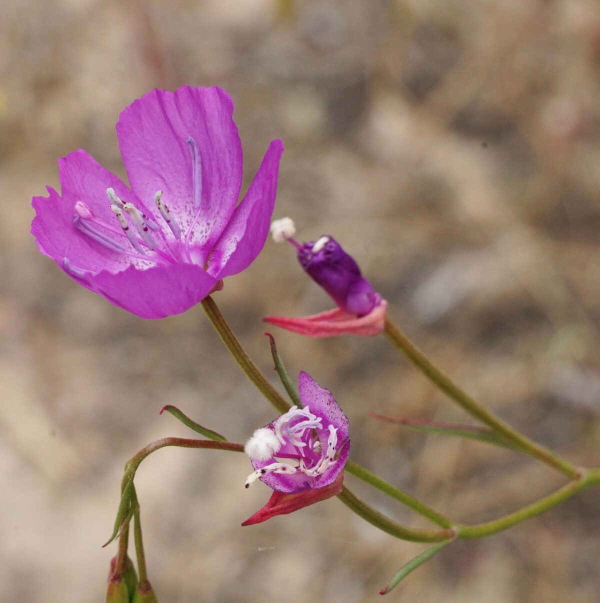 Onagraceae-clarkia – MonFlora